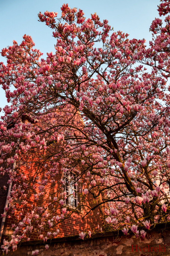 Spring in Belgium – Gallery - Hvelreki