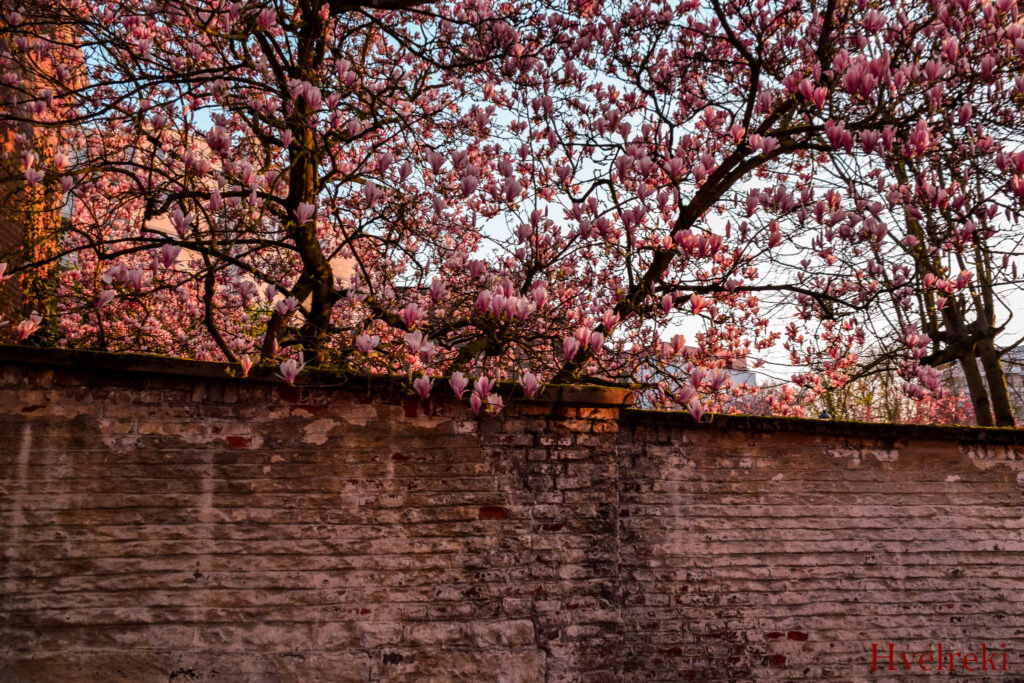 Spring in Belgium – Gallery - Hvelreki