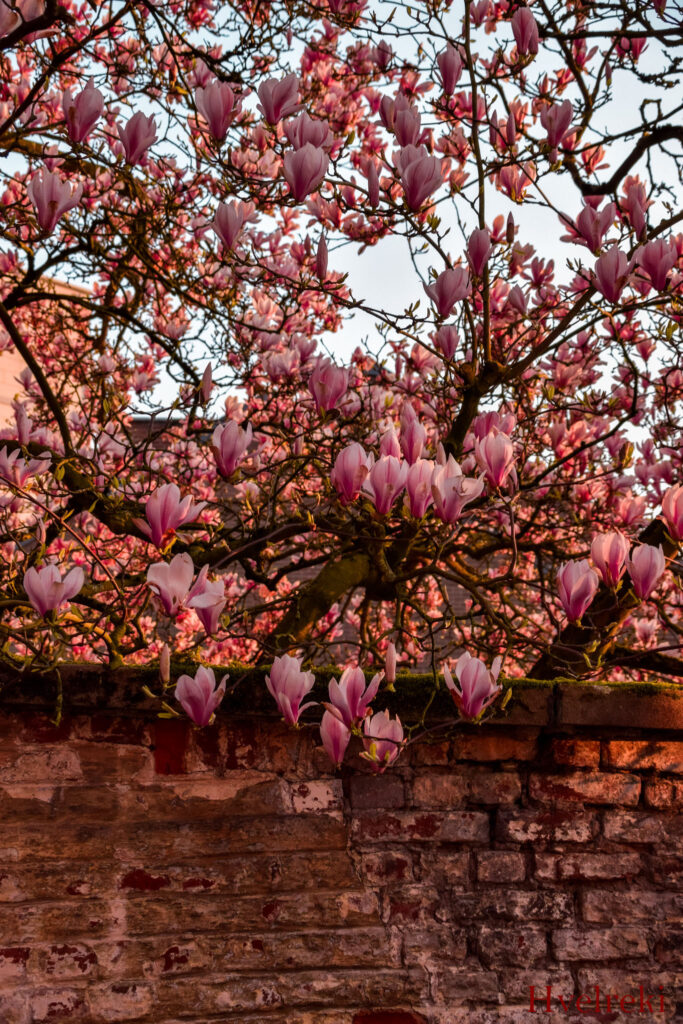 Spring in Belgium – Gallery - Hvelreki