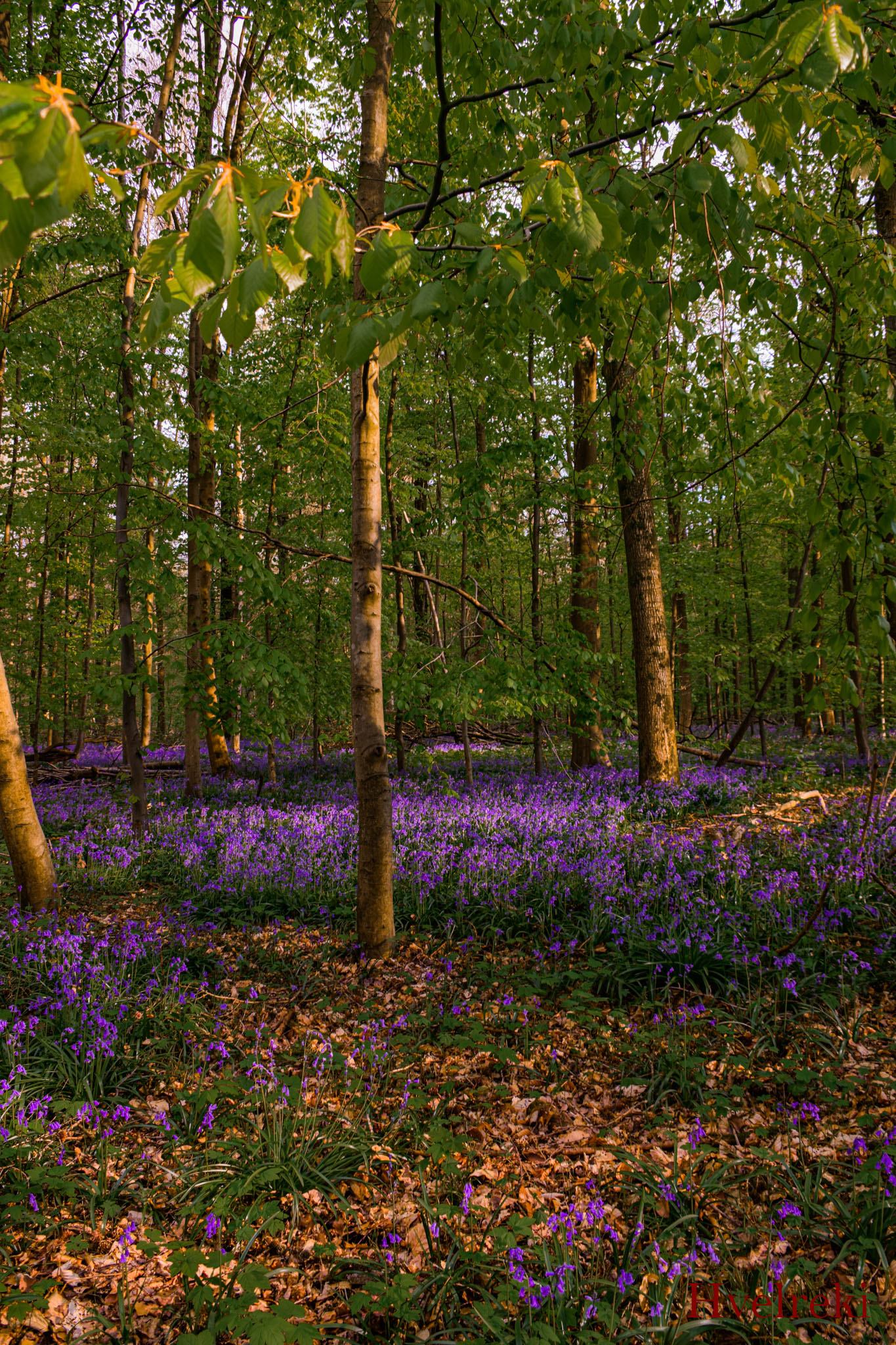 Spring in Belgium – Gallery - Hvelreki