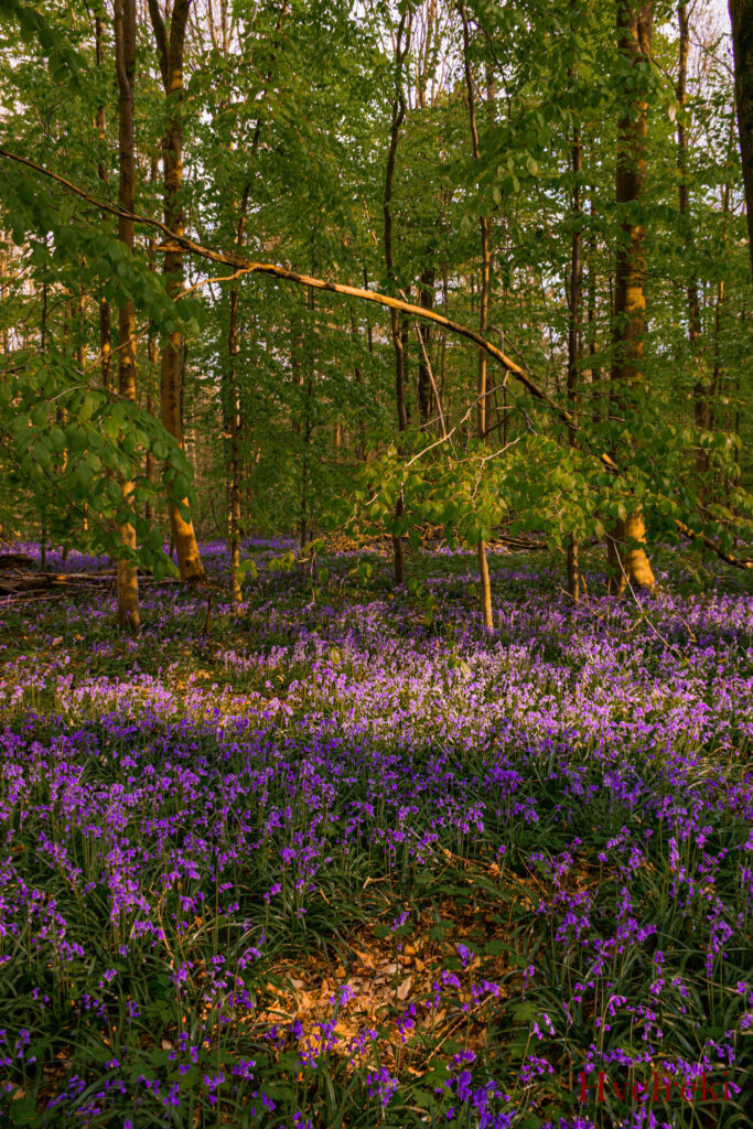 Spring in Belgium – Gallery - Hvelreki