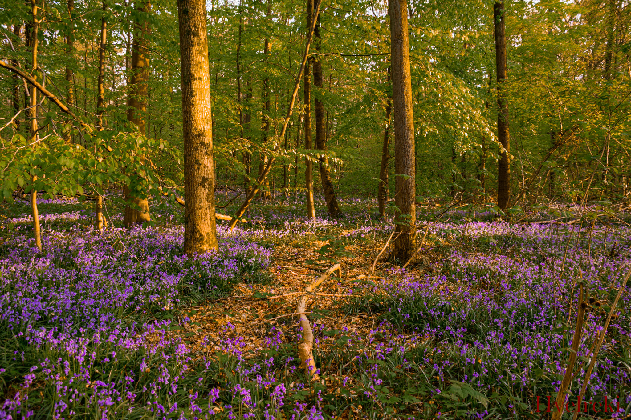 Spring in Belgium – Gallery - Hvelreki