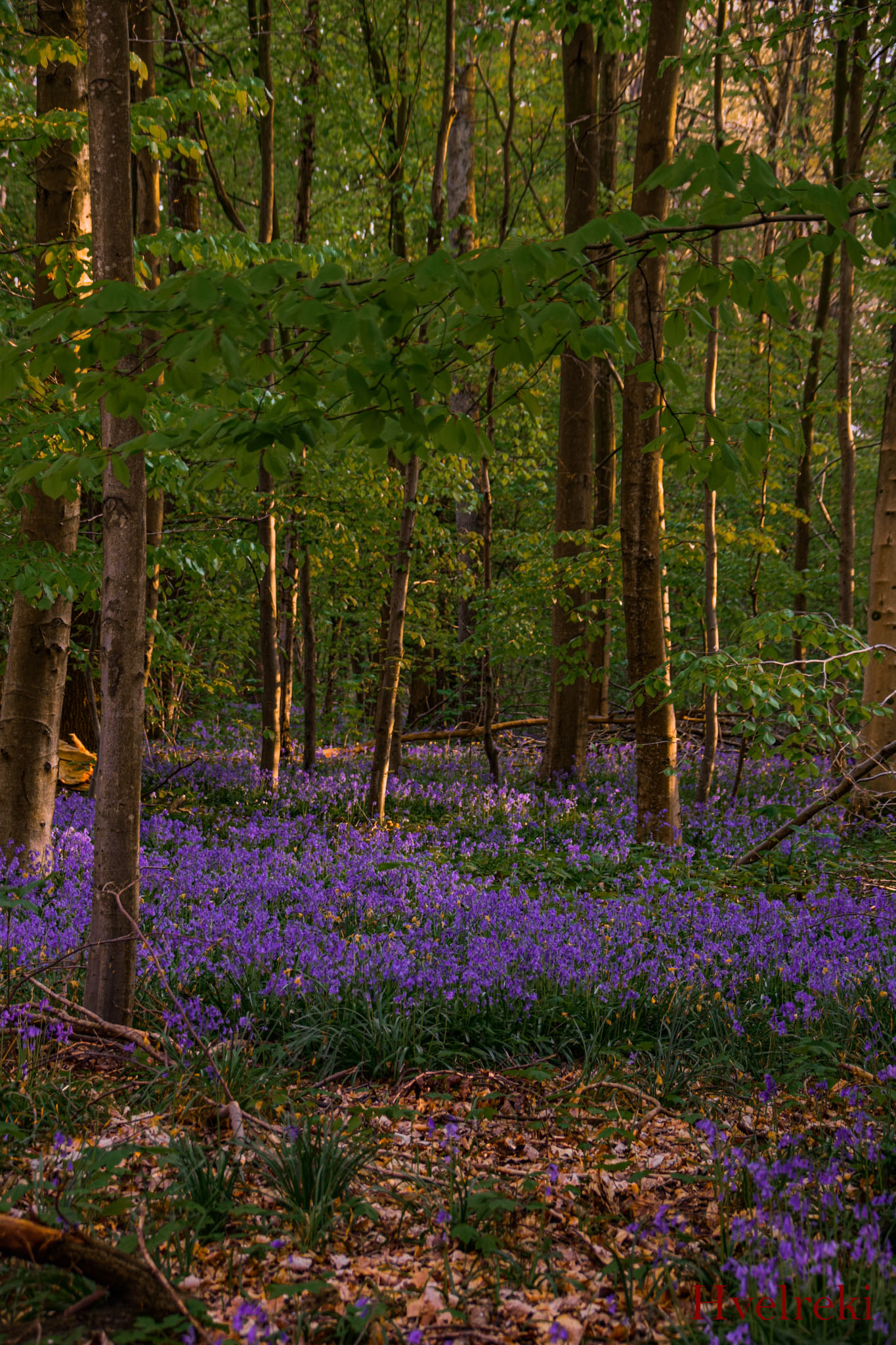 Spring in Belgium – Gallery - Hvelreki