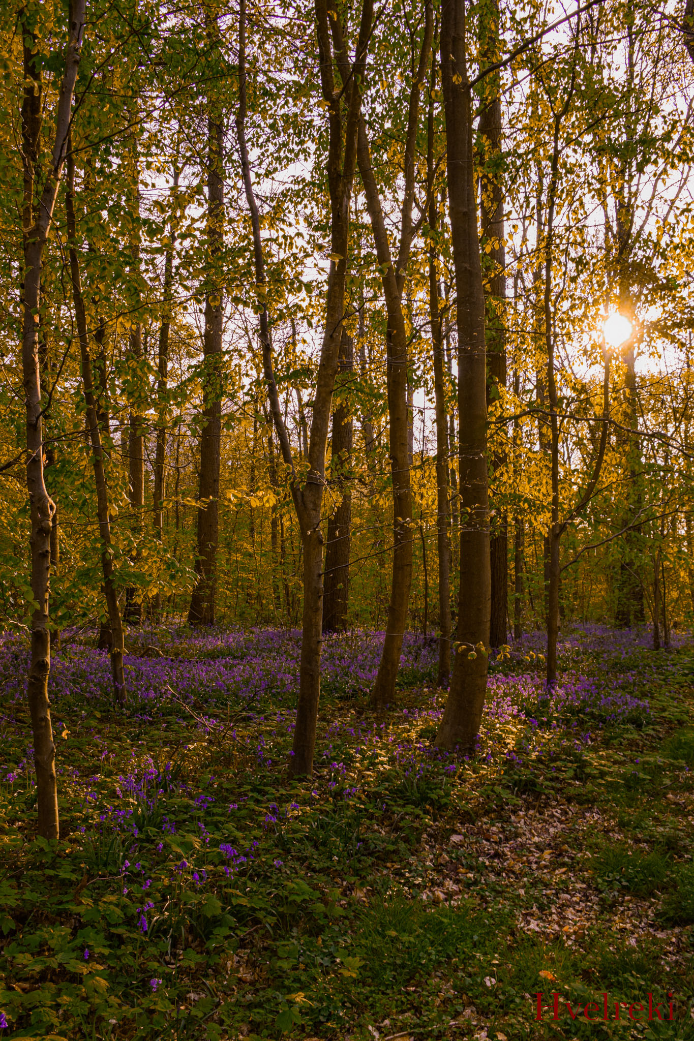 Spring in Belgium – Gallery - Hvelreki