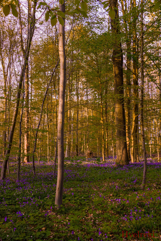 Spring in Belgium – Gallery - Hvelreki