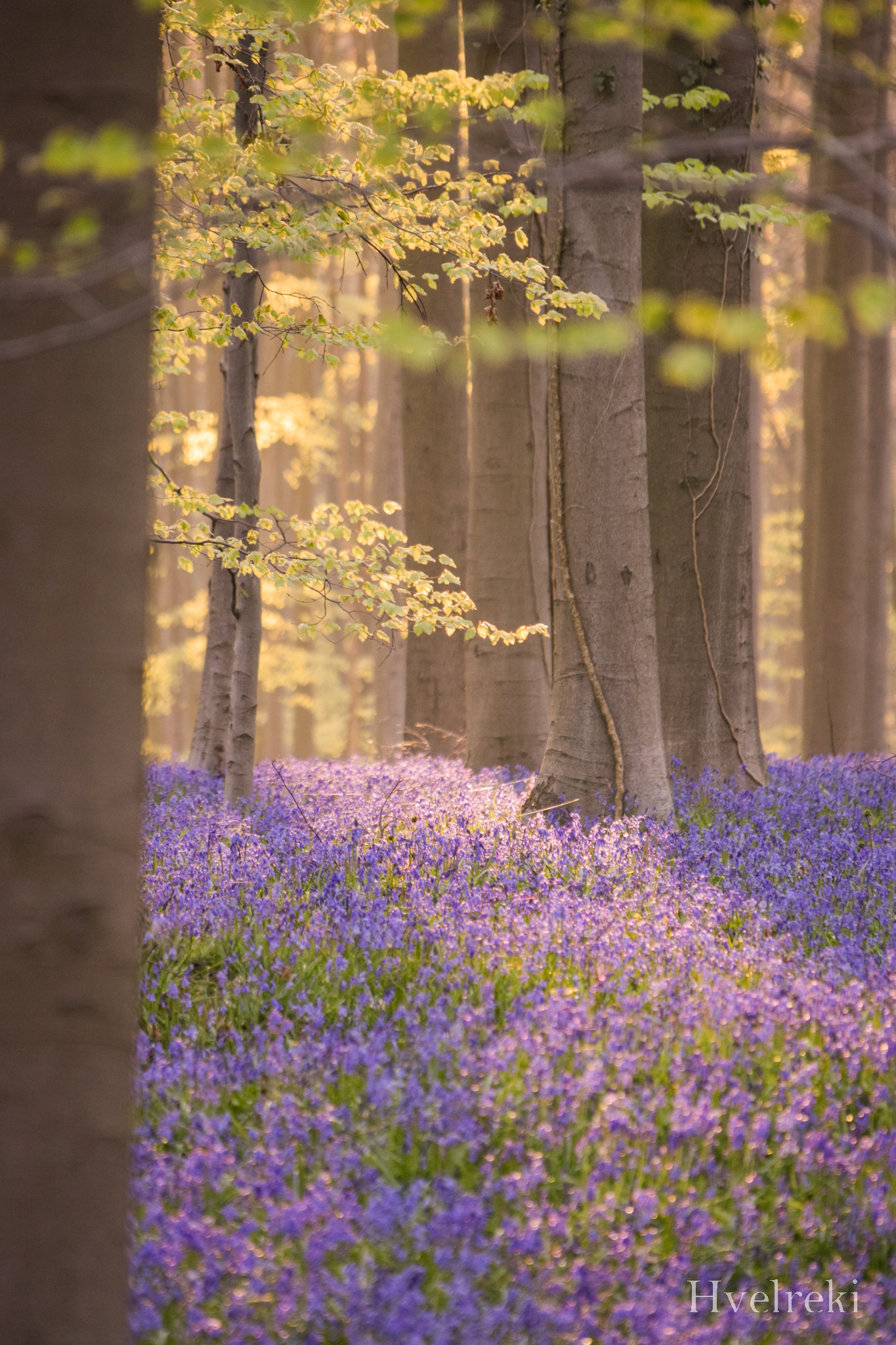 Hallerbos au printemps : la forêt enchantée - Hvelreki